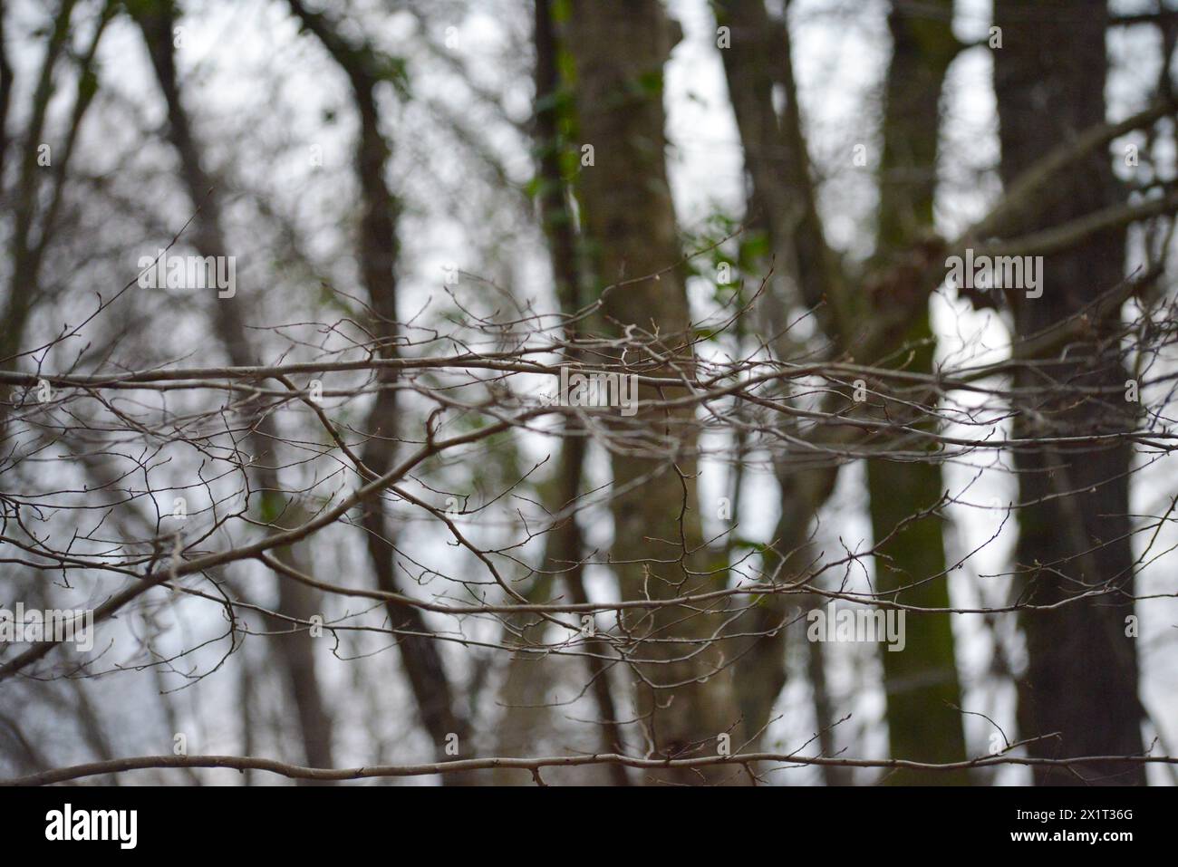 A serene portrayal of thin branches amidst a lush forest, capturing the ...