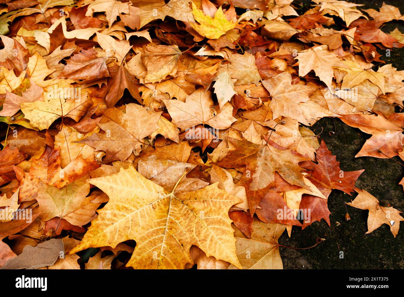 Fallen leaves on a street in Shaoxing, Zhejiang Province, China ...