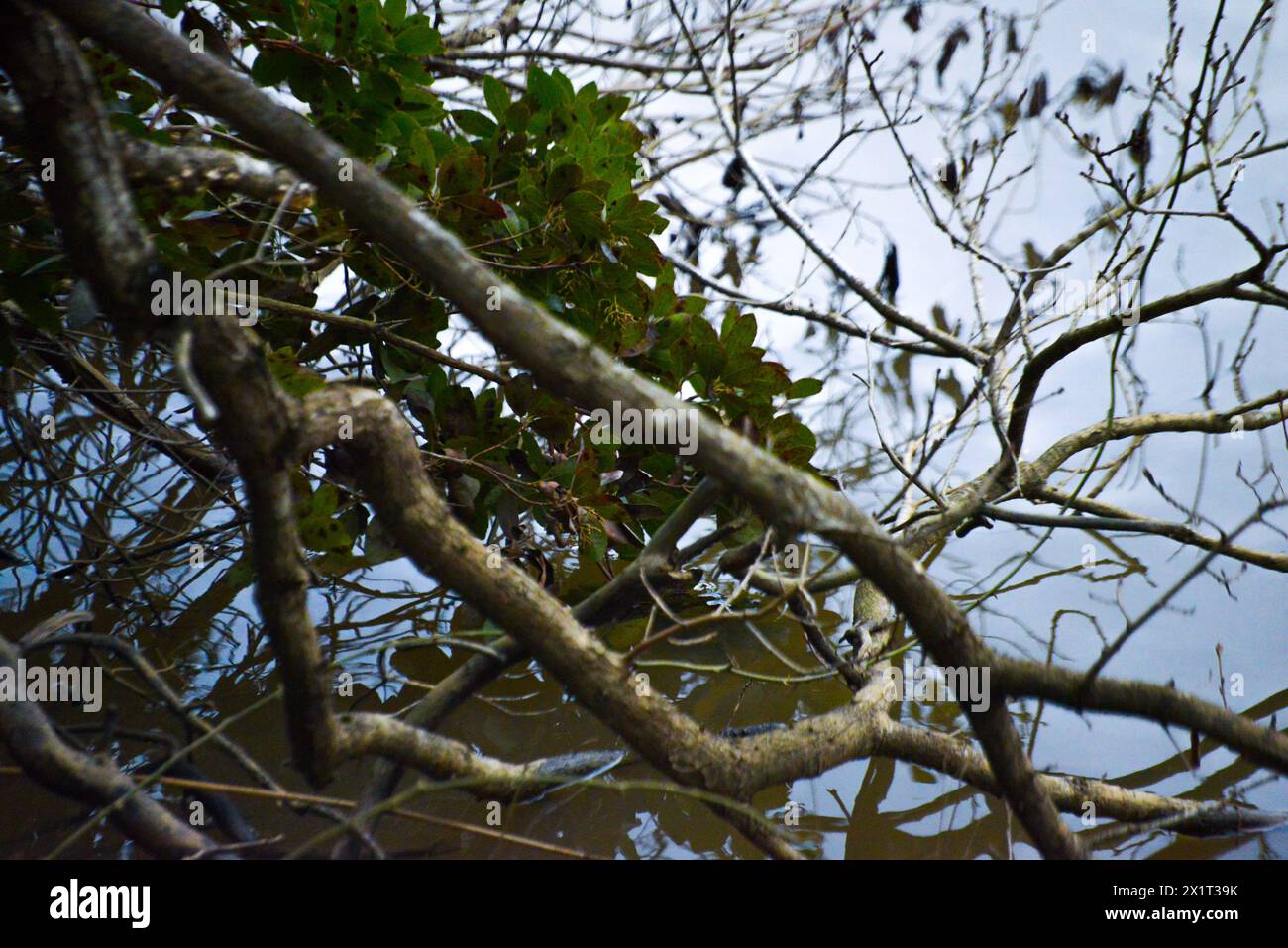 Tree branches gently dipping into the calm lake water, creating a ...