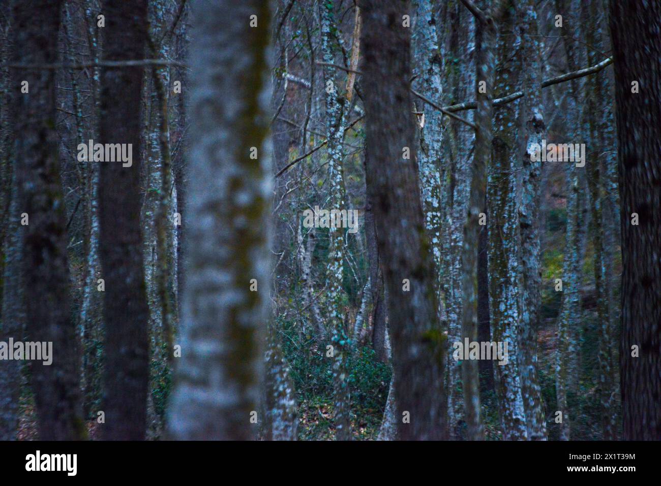 Biodiversity and greenery hi-res stock photography and images - Alamy