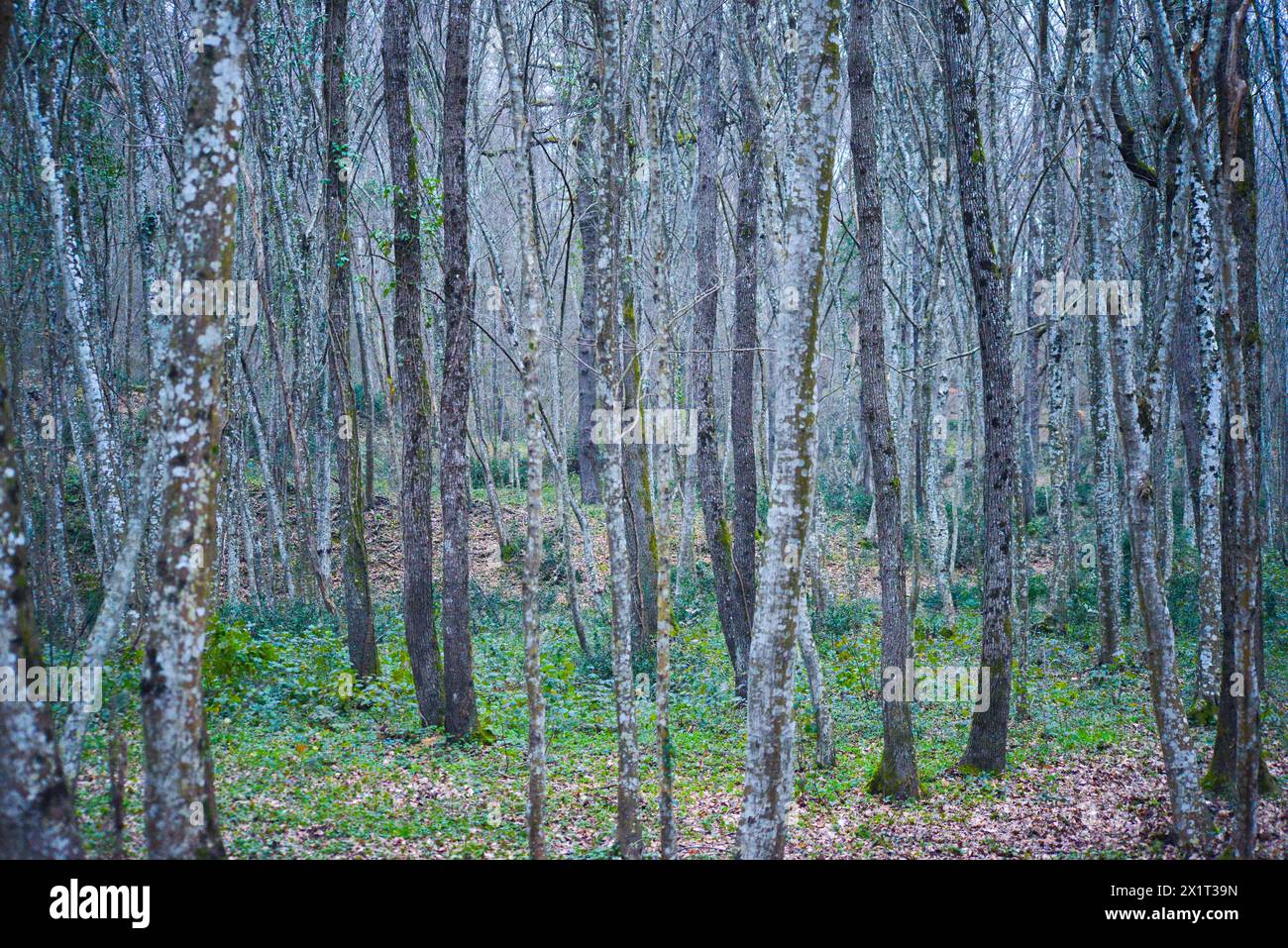 Dense forest filled towering hi-res stock photography and images - Alamy