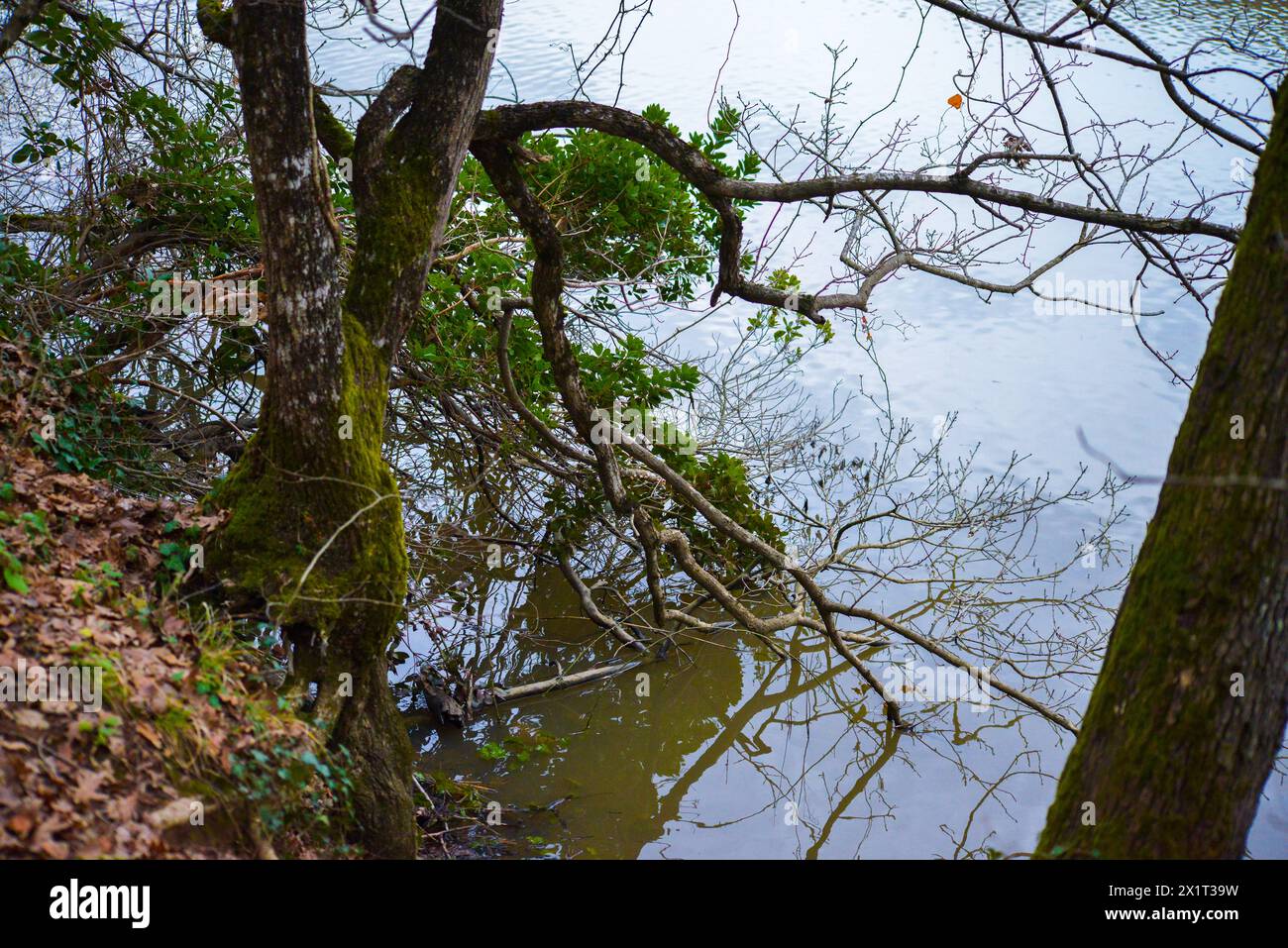 Tree branches gently dipping into the calm lake water, creating a ...