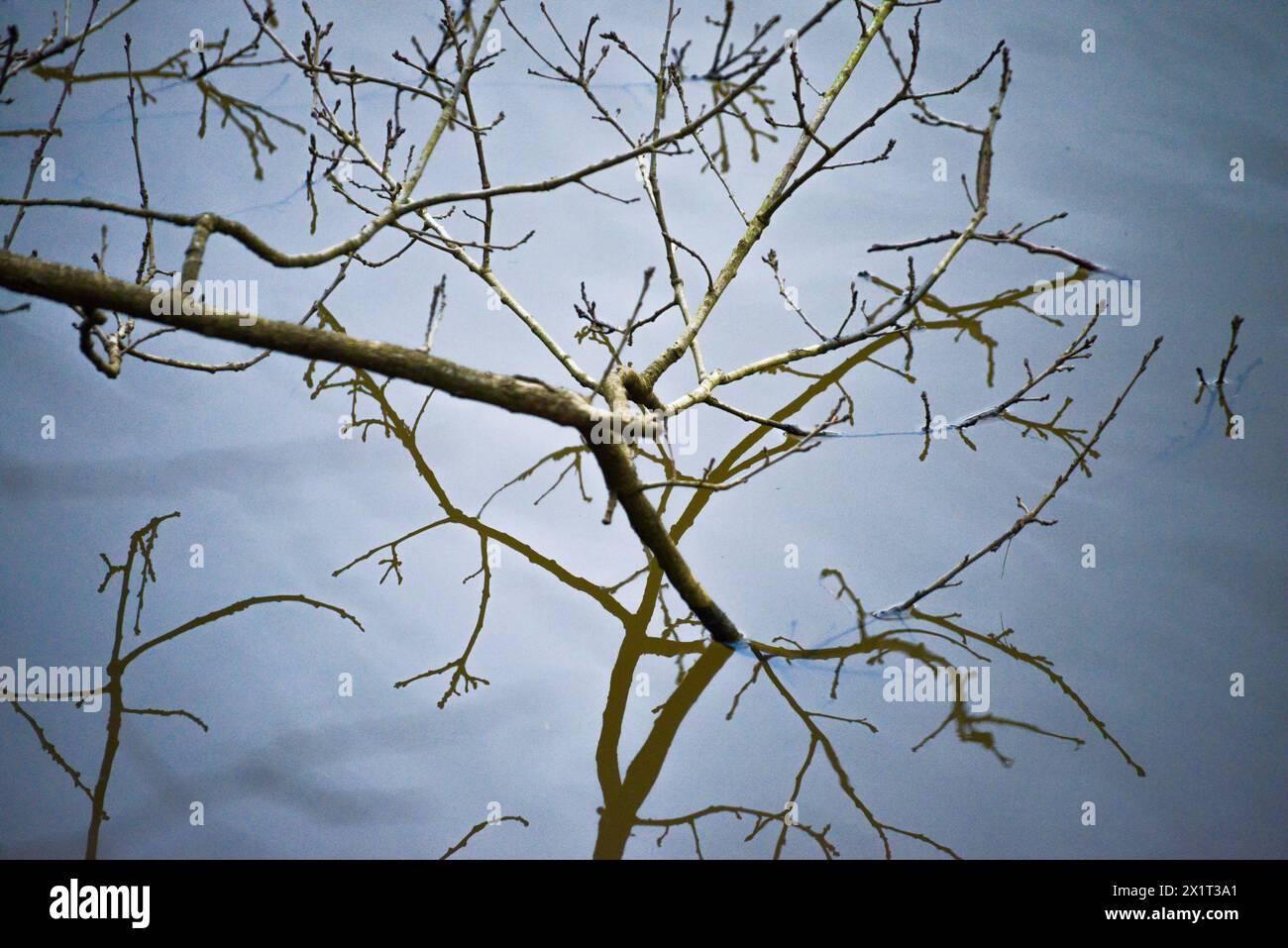 Tree branches gently dipping into the calm lake water, creating a ...
