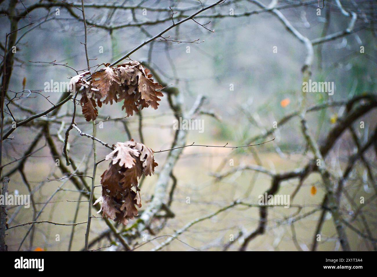 Dry leaves cling to a weathered tree branch, a testament to the ...