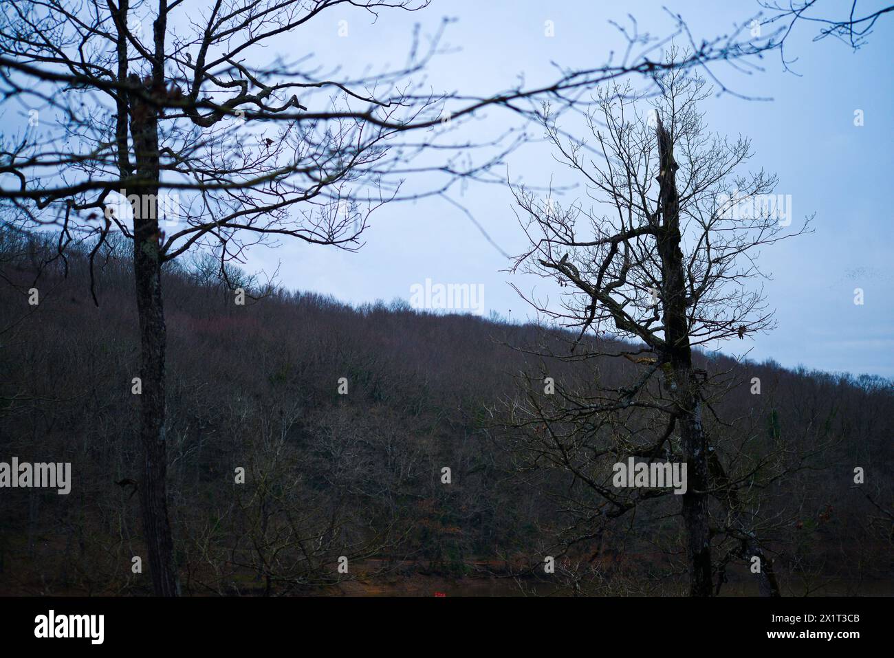 Towering, majestic trees dominate the natural landscape, exuding ...