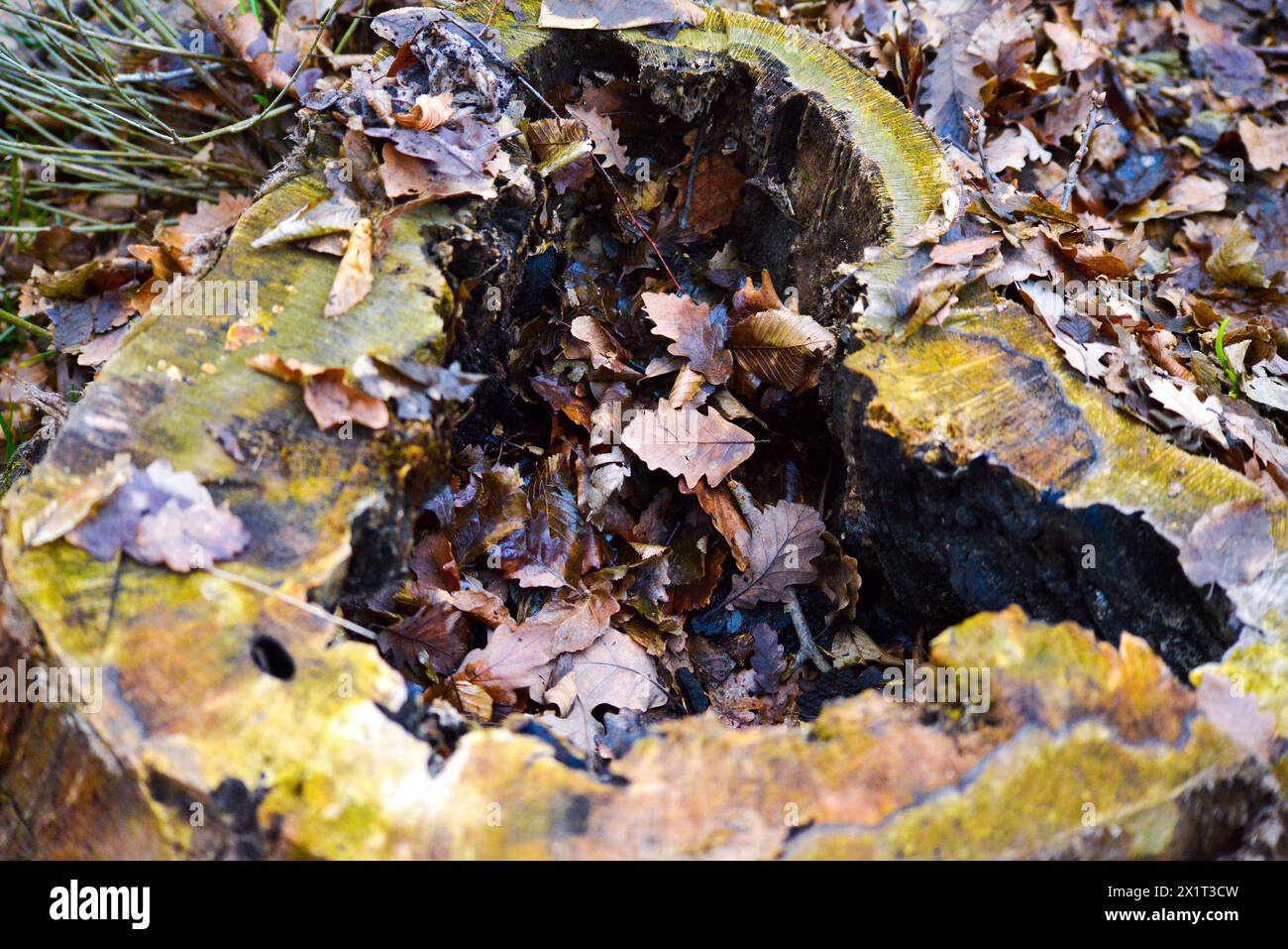 A small and adorable tree root with whimsical twists and patterns ...