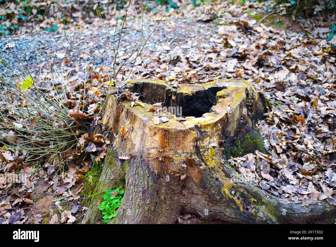 Captivating forest hi-res stock photography and images - Alamy