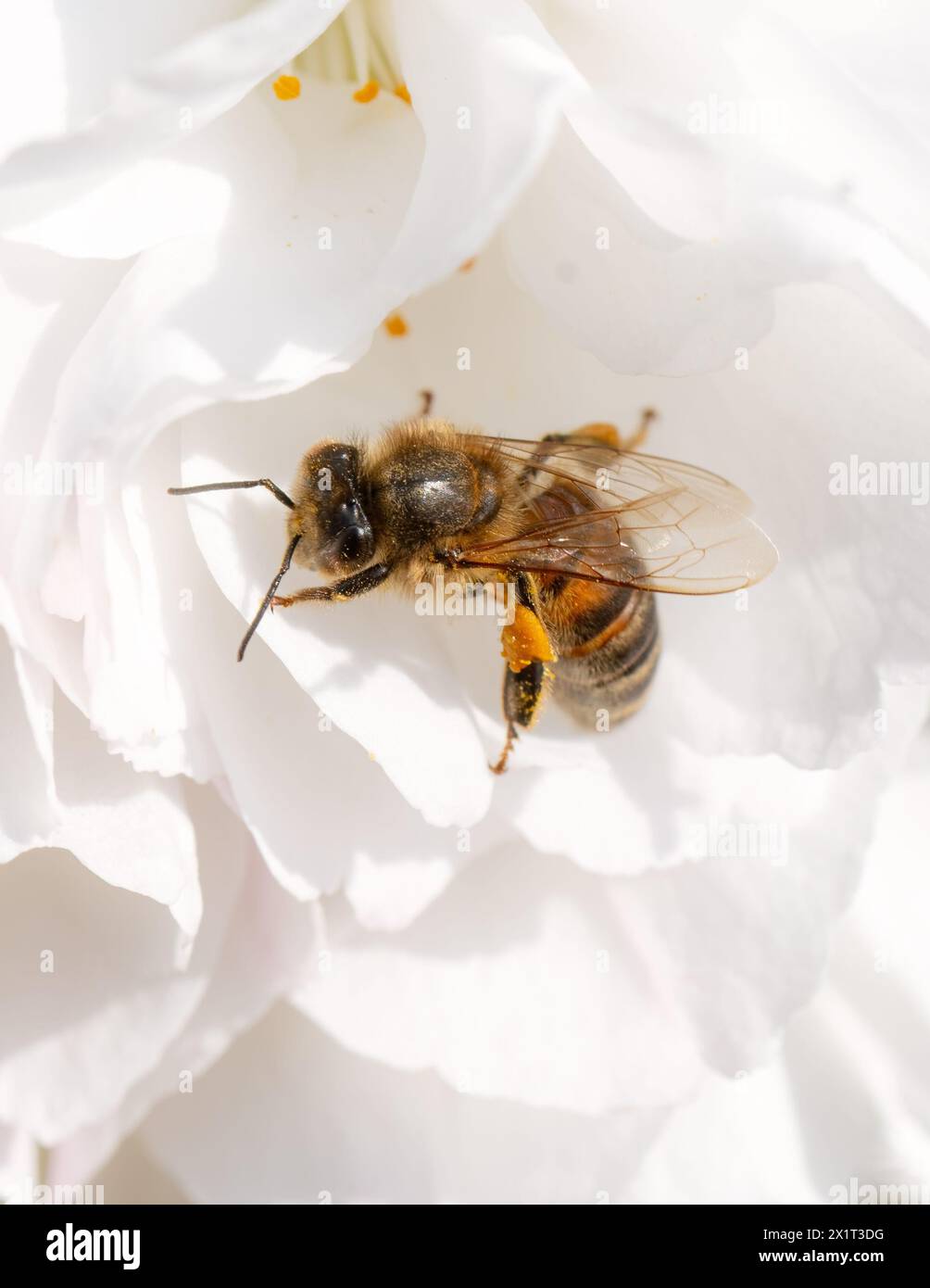 Honey bee gathering nectar on white cherry blossom Stock Photo - Alamy