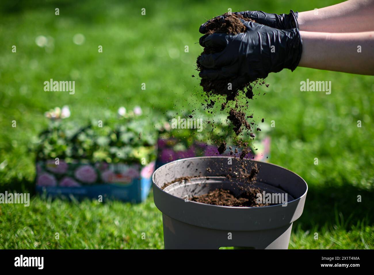 preparation for planting flowers. A woman in gloves pours soil into a ...