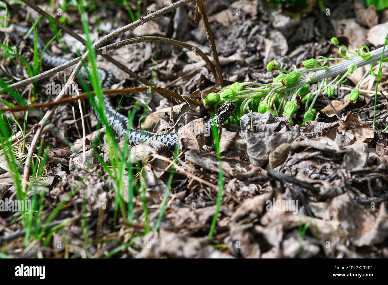 A young viper snake is sunbathing among the leaves and grass Stock ...