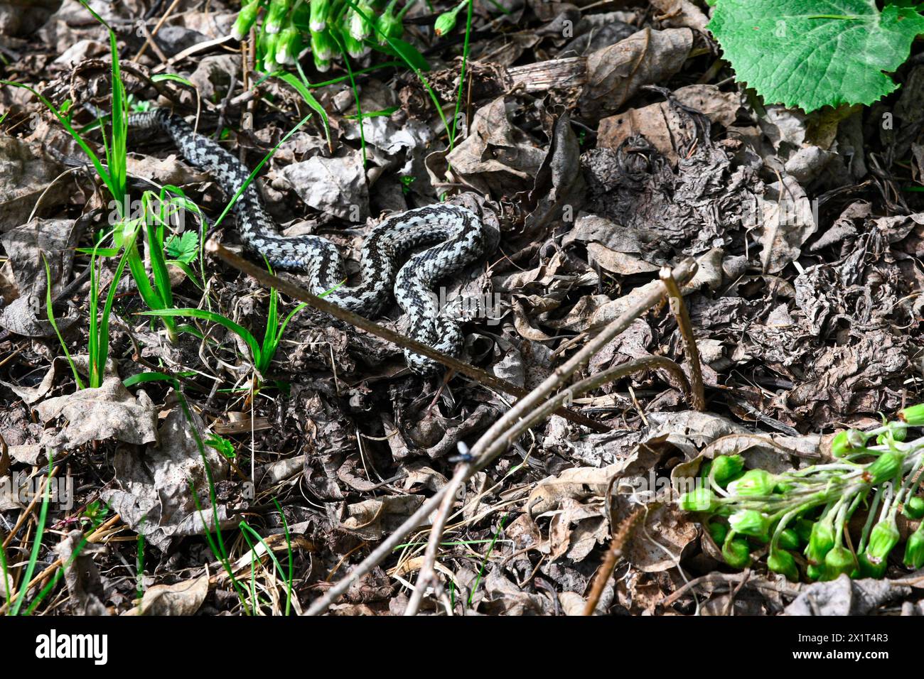 A young viper snake is sunbathing among the leaves and grass Stock ...