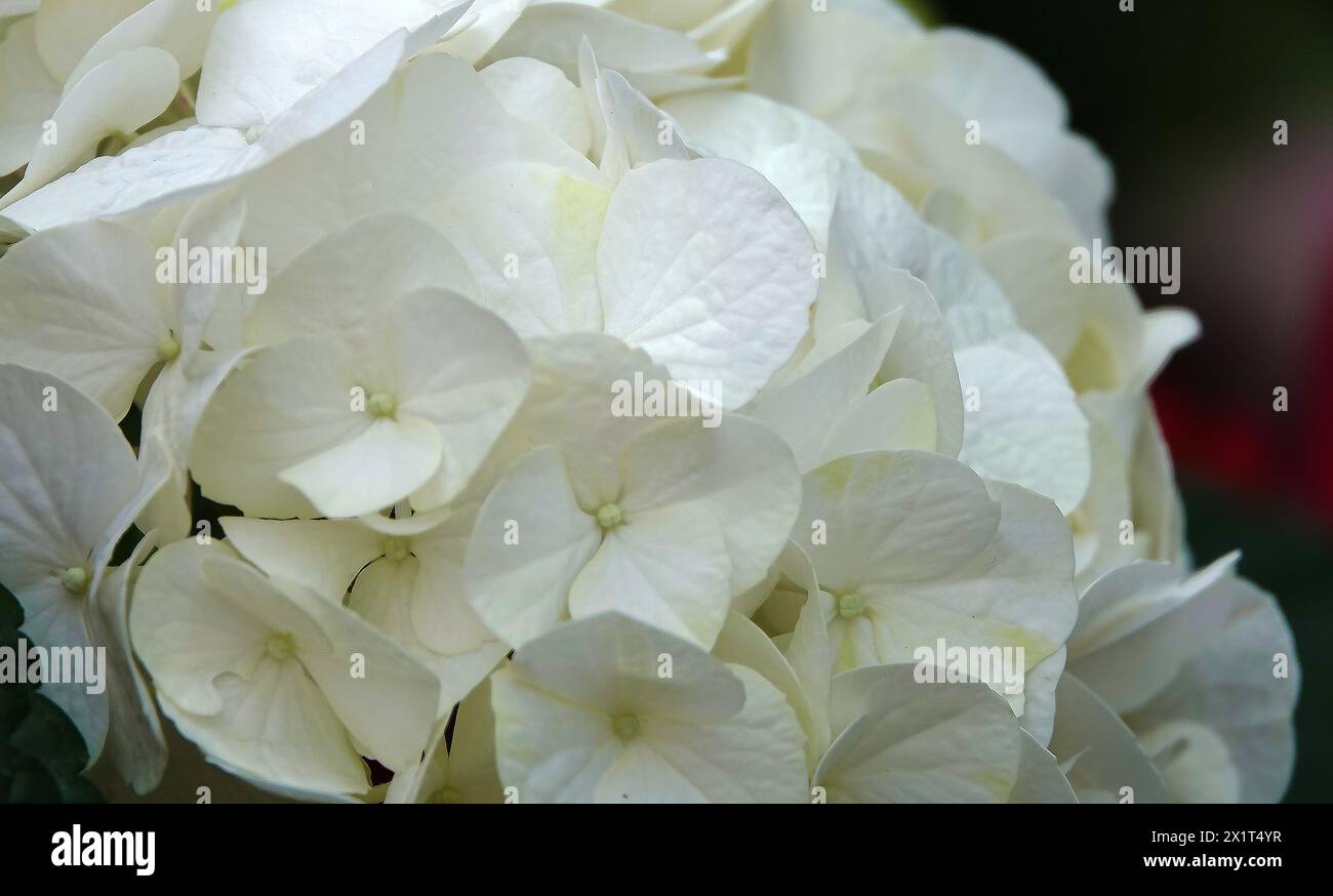 Flowers Hydrangea is a shrub plant of the Hydrangeaceae family Stock ...
