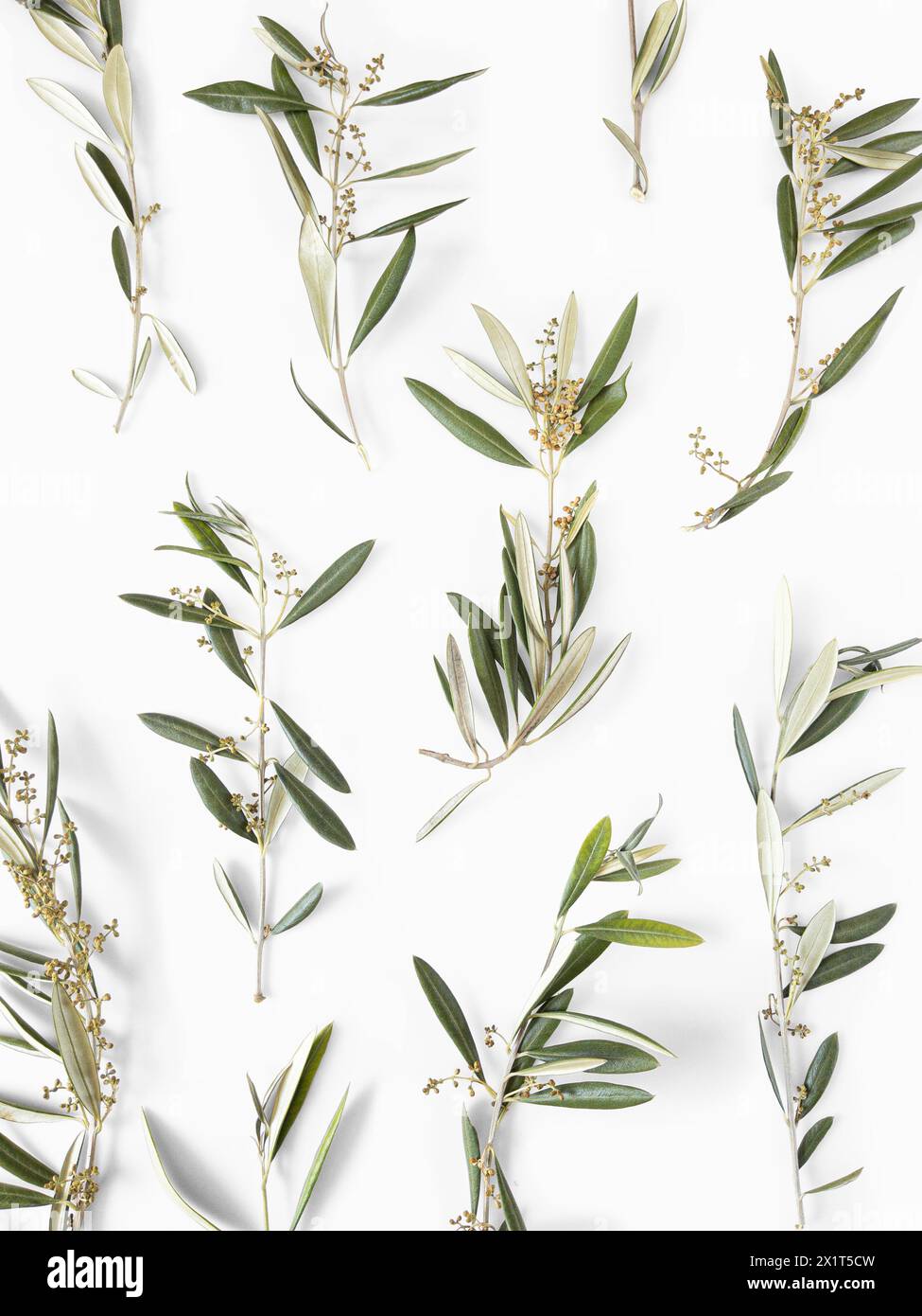 Olive branches layout with sprouts isolated on white background top ...