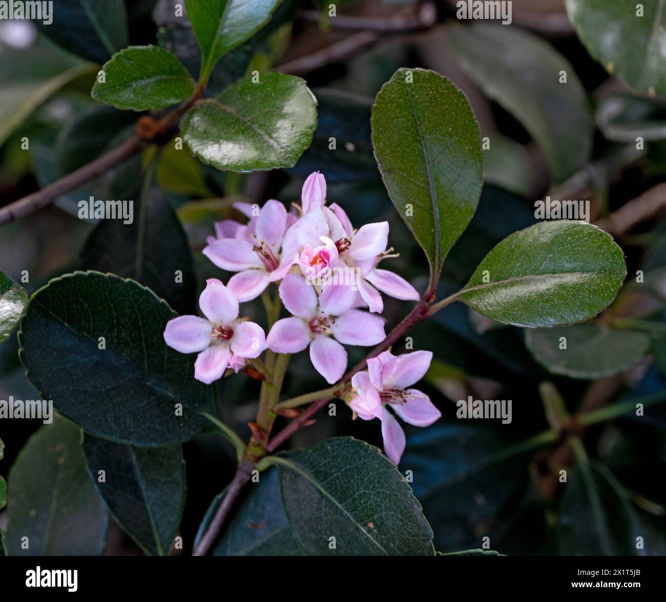 Rhaphiolepis hi-res stock photography and images - Alamy