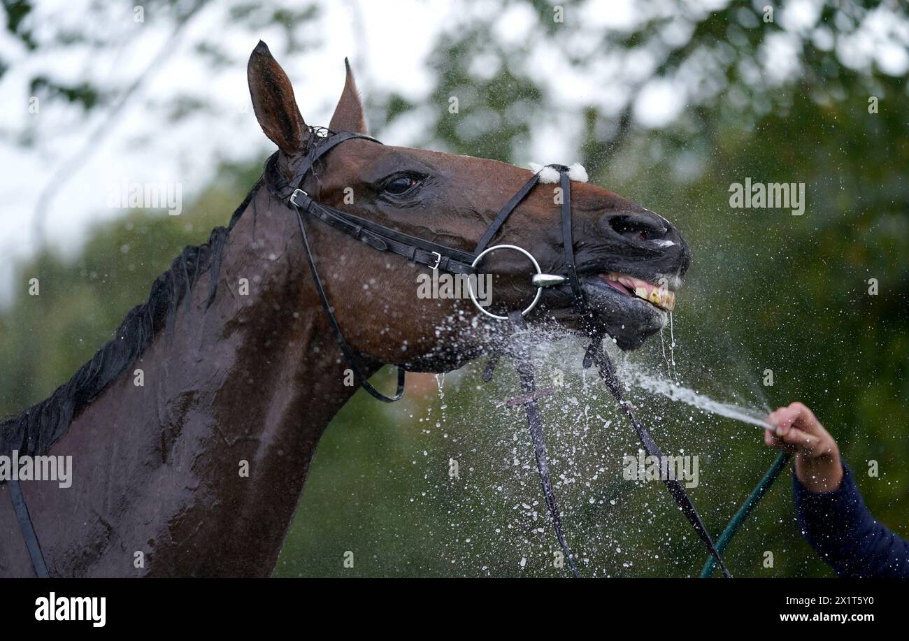Outlaw peter horse hi-res stock photography and images - Alamy