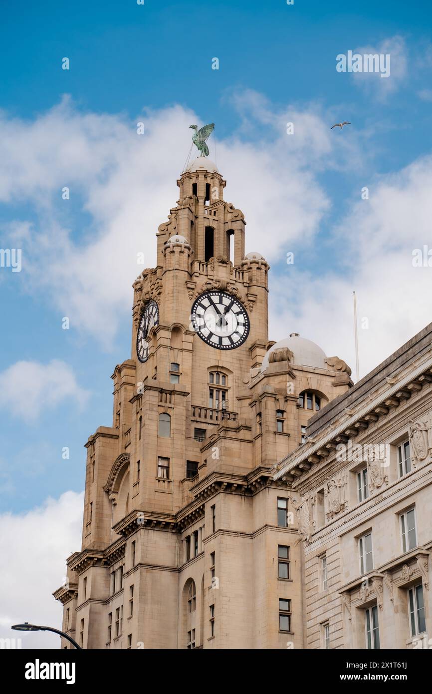 The clock tower of the Royal Liver Building in Liverpool, on which is ...