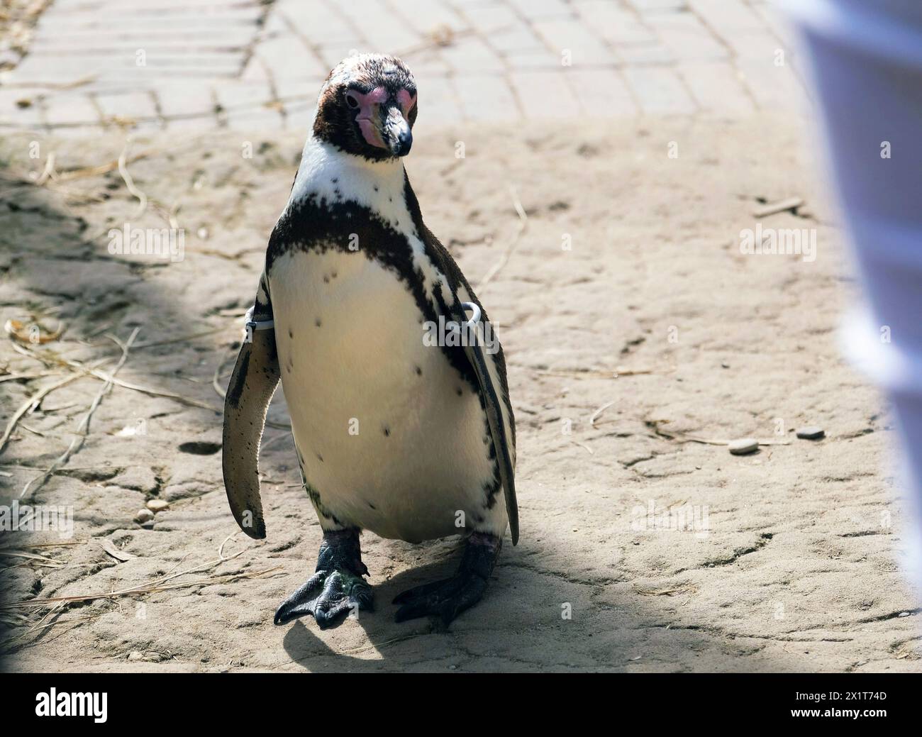 Zoo Krefeld Humboldt-Pinguine in Aktion. Zoo Krefeld-Humboldt-Pinguin *** Krefeld Zoo Humboldt ...