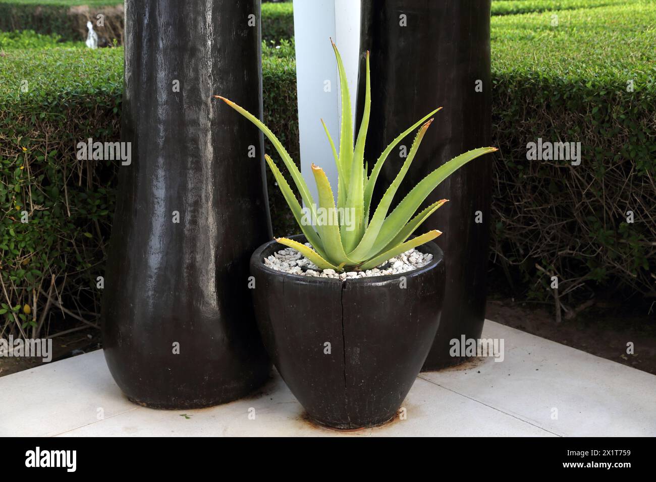 Aloe Vera Plant in a Pot made out of a Date Palm Tree Trunk The Chedi ...