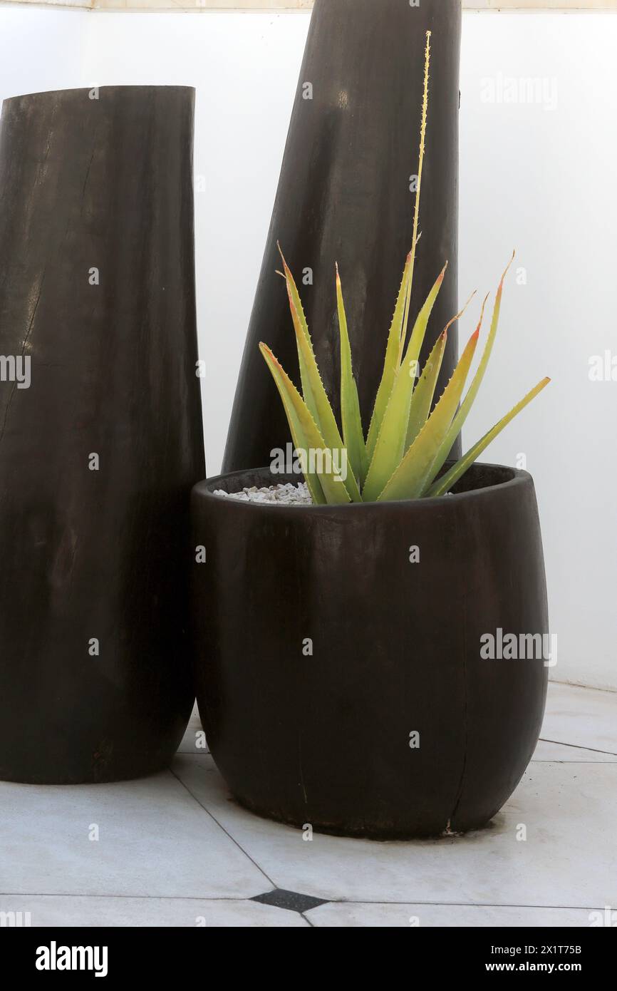 Date palm treetrunk hi-res stock photography and images - Alamy