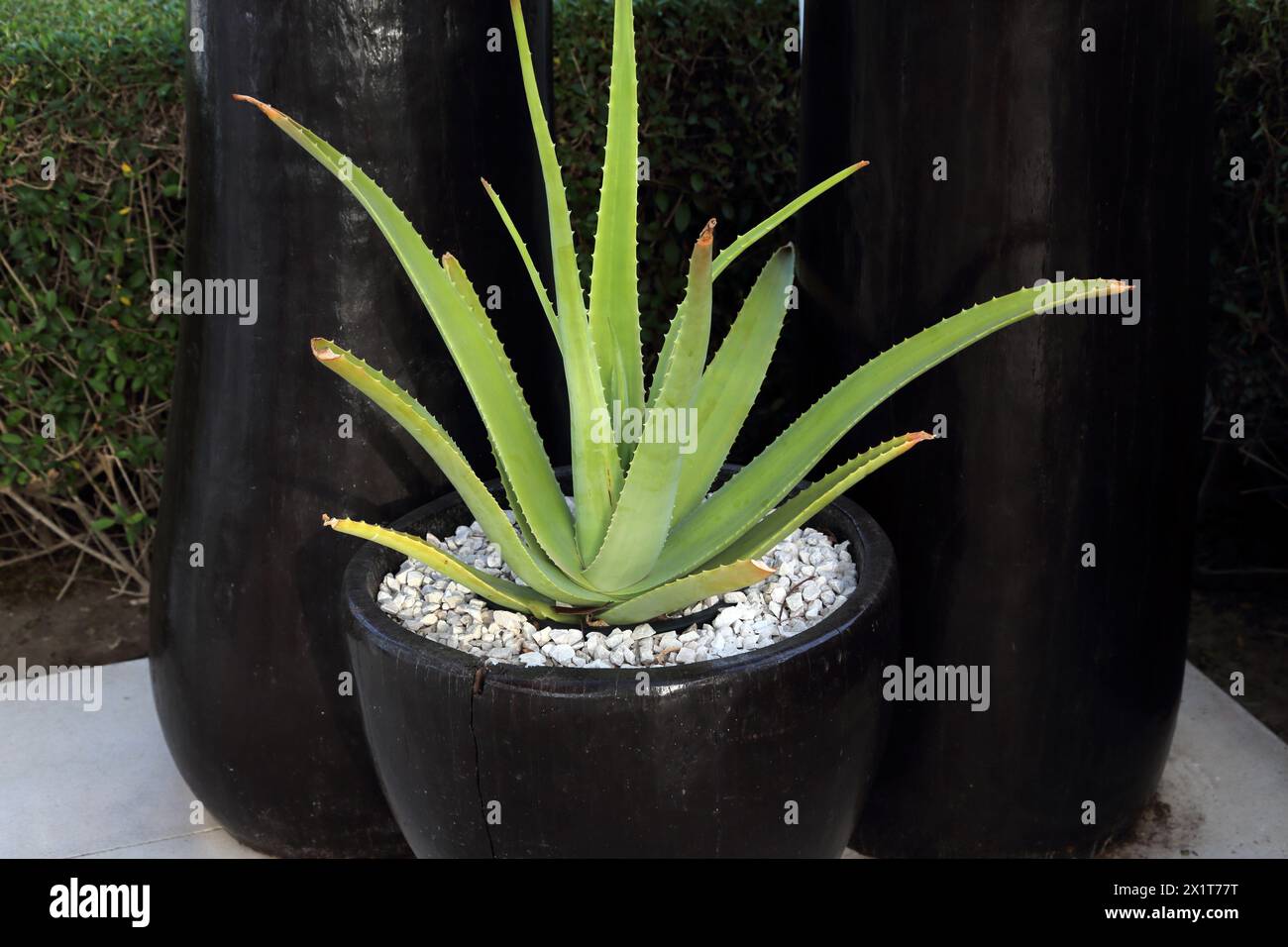 Aloe Vera Plant in a Pot made out of a Date Palm Tree Trunk The Chedi ...