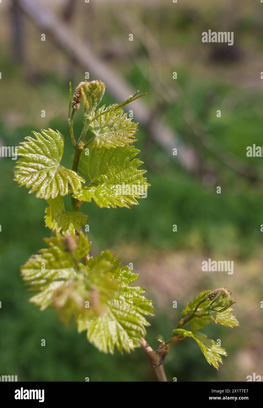 Details with young grape vine in a vineyard in a sunny April day Stock ...