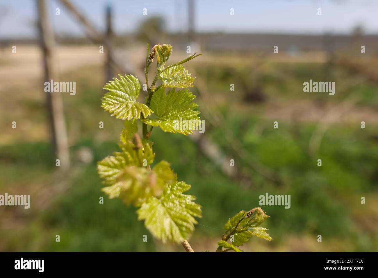 Details with young grape vine in a vineyard in a sunny April day Stock ...