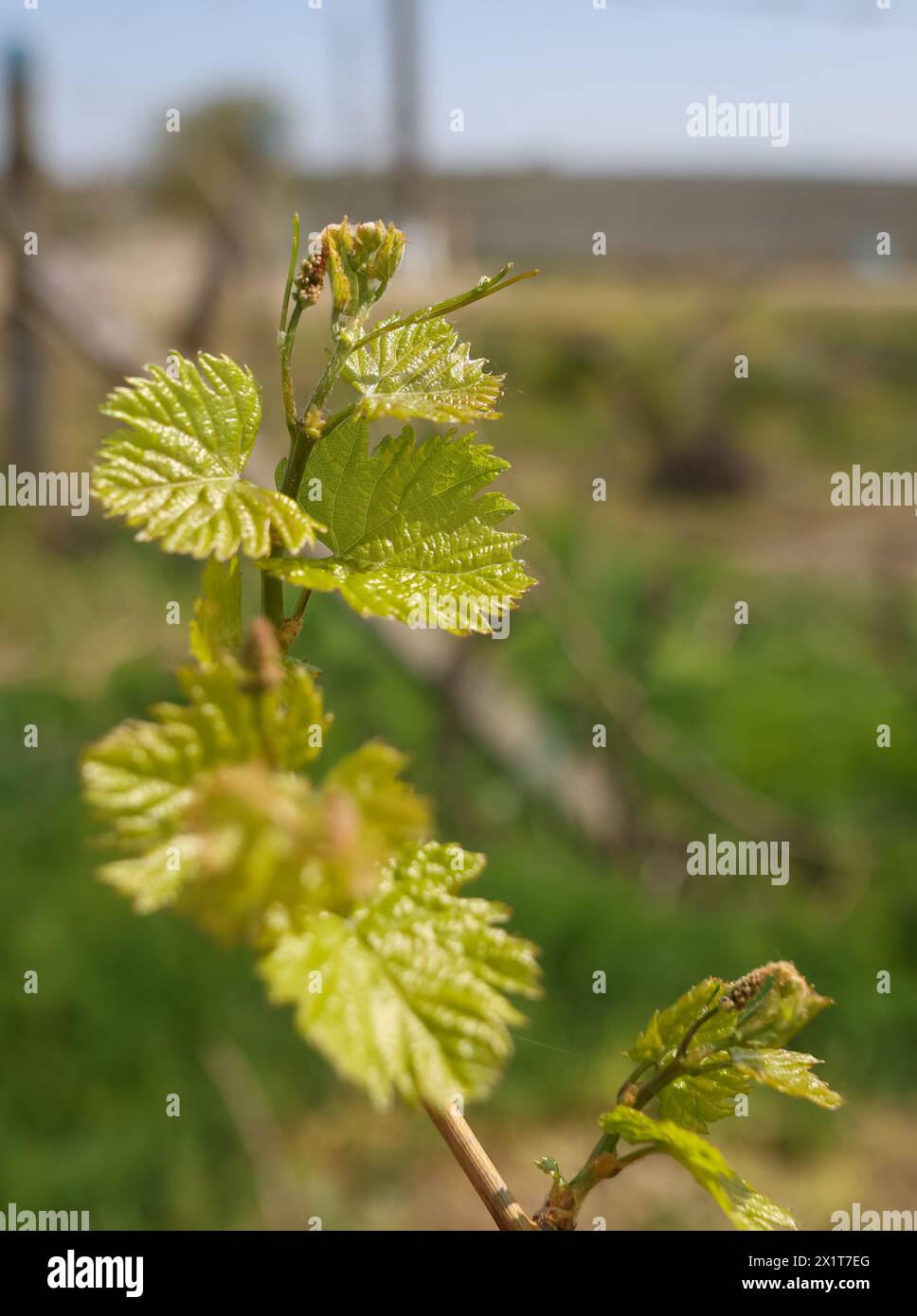 Details with young grape vine in a vineyard in a sunny April day Stock ...