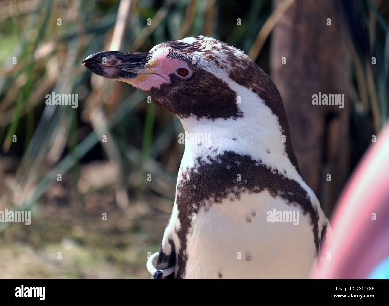 Zoo Krefeld Humboldt-Pinguine in Aktion. Zoo Krefeld-Humboldt-Pinguin *** Krefeld Zoo Humboldt ...