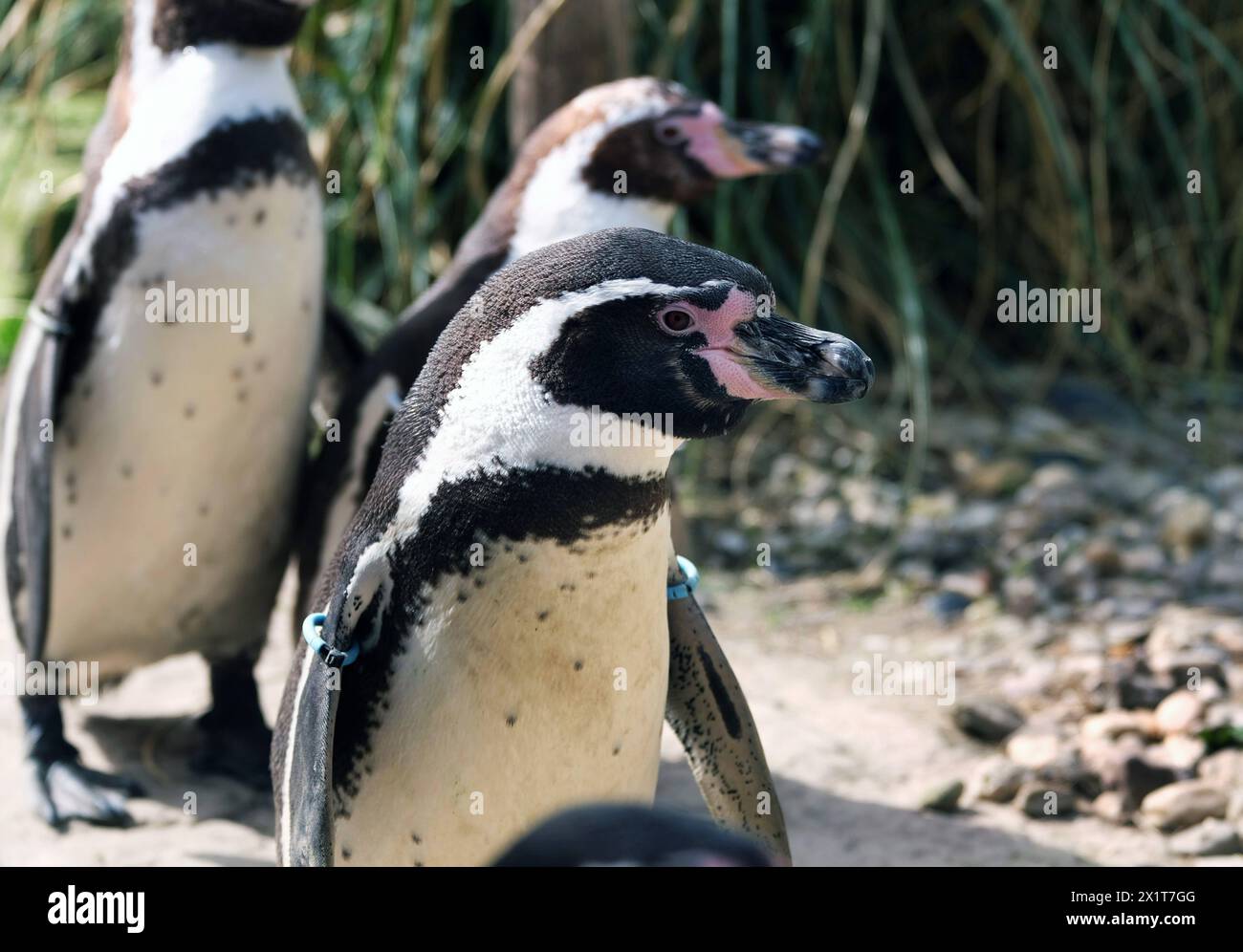 Zoo Krefeld Humboldt-Pinguine in Aktion. Zoo Krefeld-Humboldt-Pinguin *** Krefeld Zoo Humboldt ...