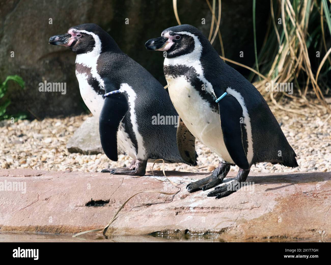 Zoo Krefeld Humboldt-Pinguine in Aktion. Zoo Krefeld-Humboldt-Pinguin *** Krefeld Zoo Humboldt ...