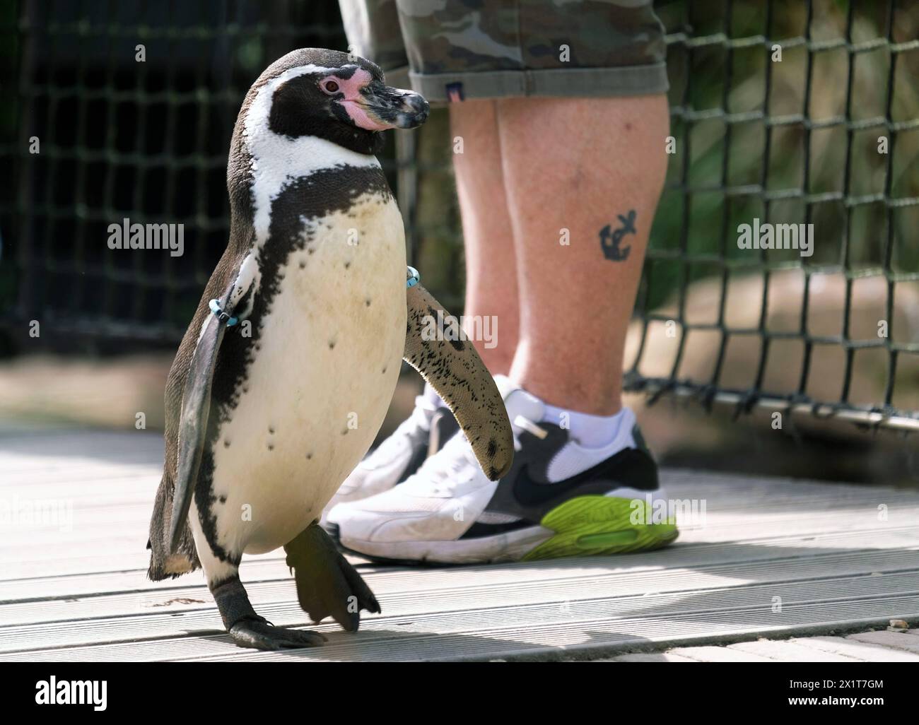 Zoo Krefeld Humboldt-Pinguine in Aktion. Zoo Krefeld-Humboldt-Pinguin *** Krefeld Zoo Humboldt ...