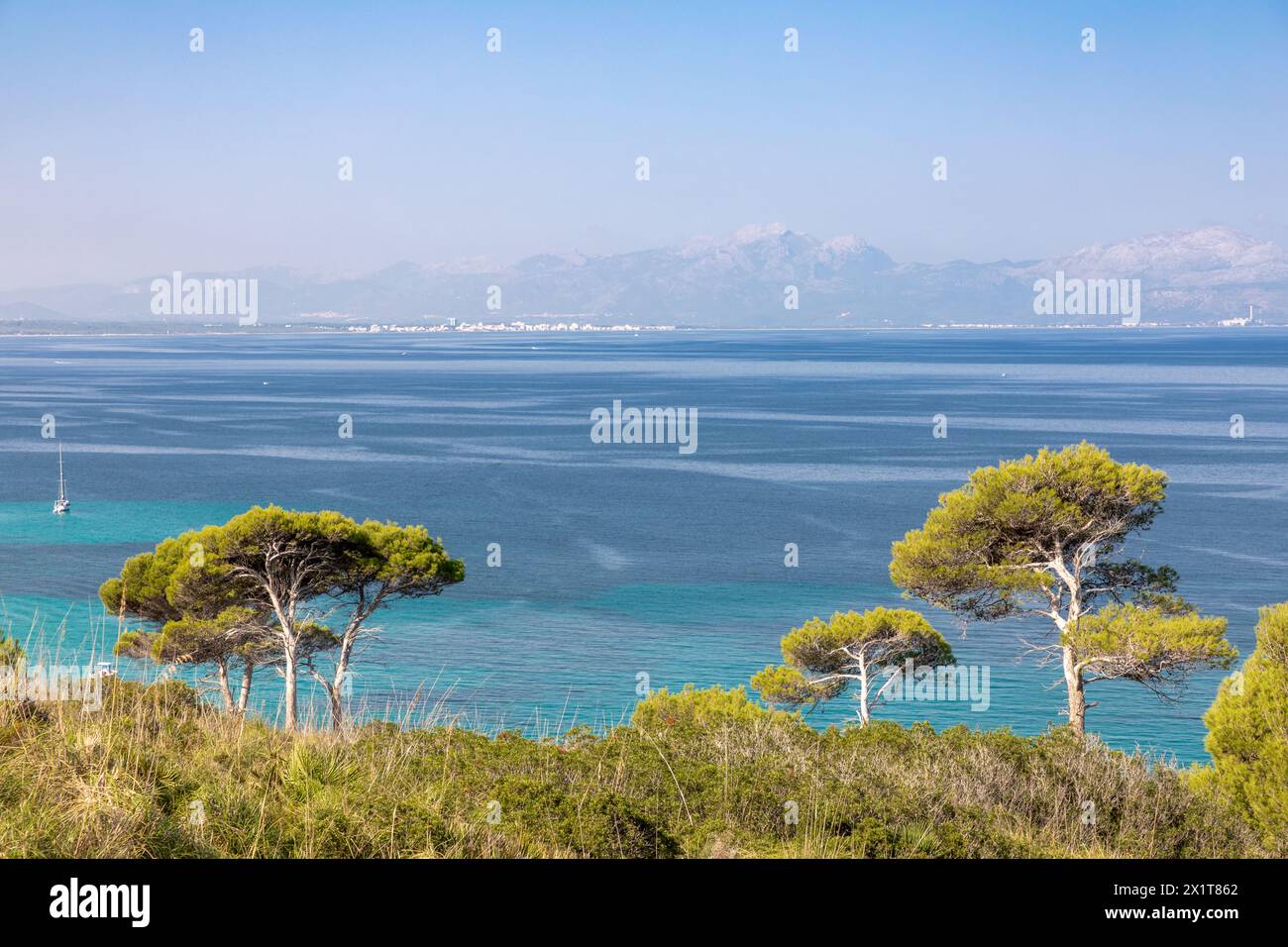 Pine tree in the bay of Es Calo near Betlem, Island of Mallorca, Spain ...