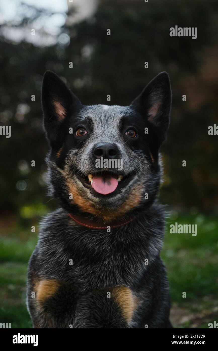 A close-up portrait of an Australian cattle dog in a spring park. A ...