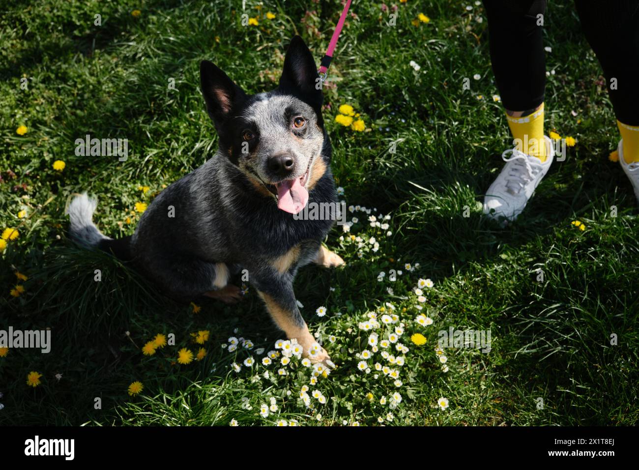 Top view portrait of an Australian cattle dog in a spring park. A happy ...