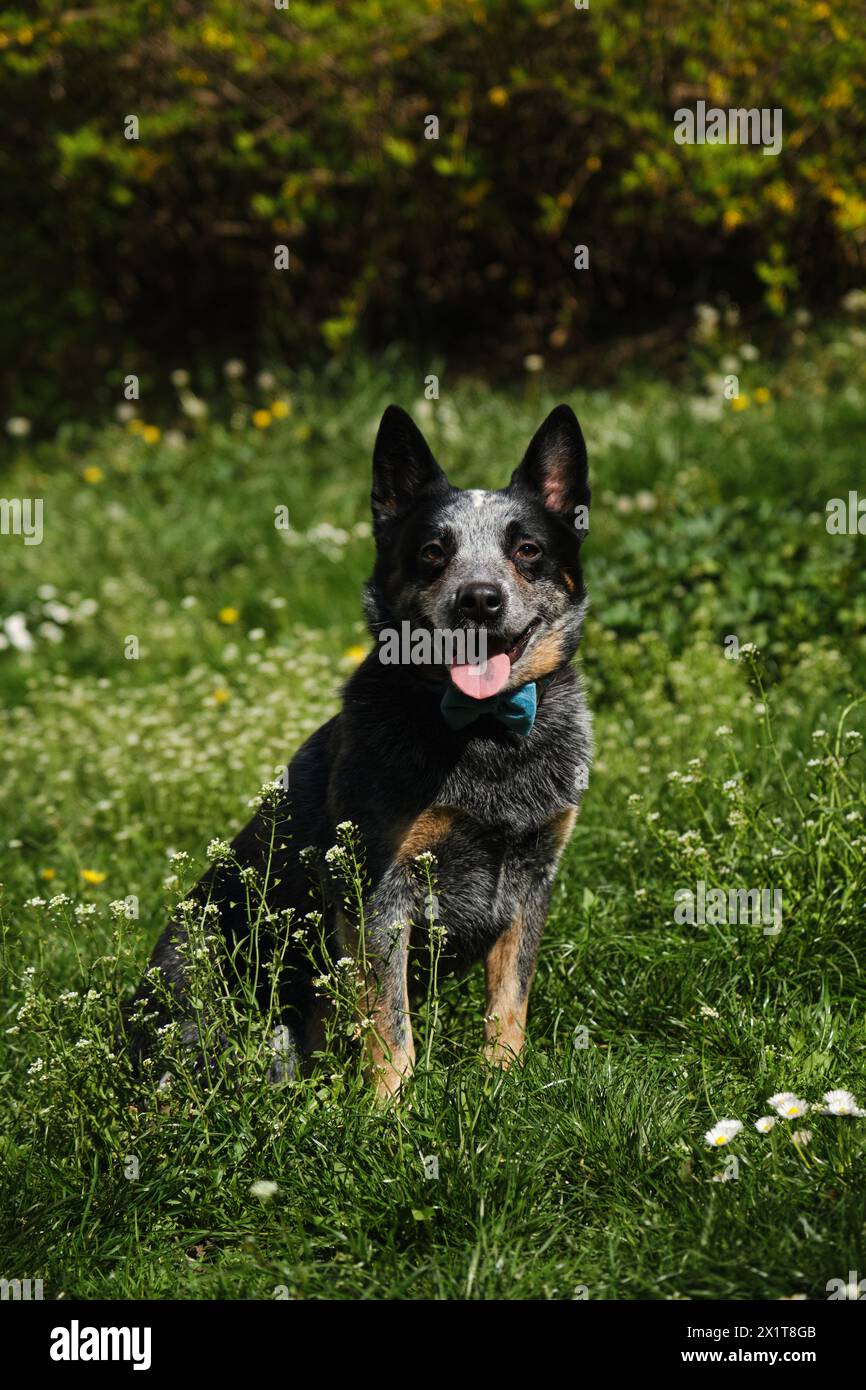 Portrait of an Australian cattle dog in a spring park. A happy ...