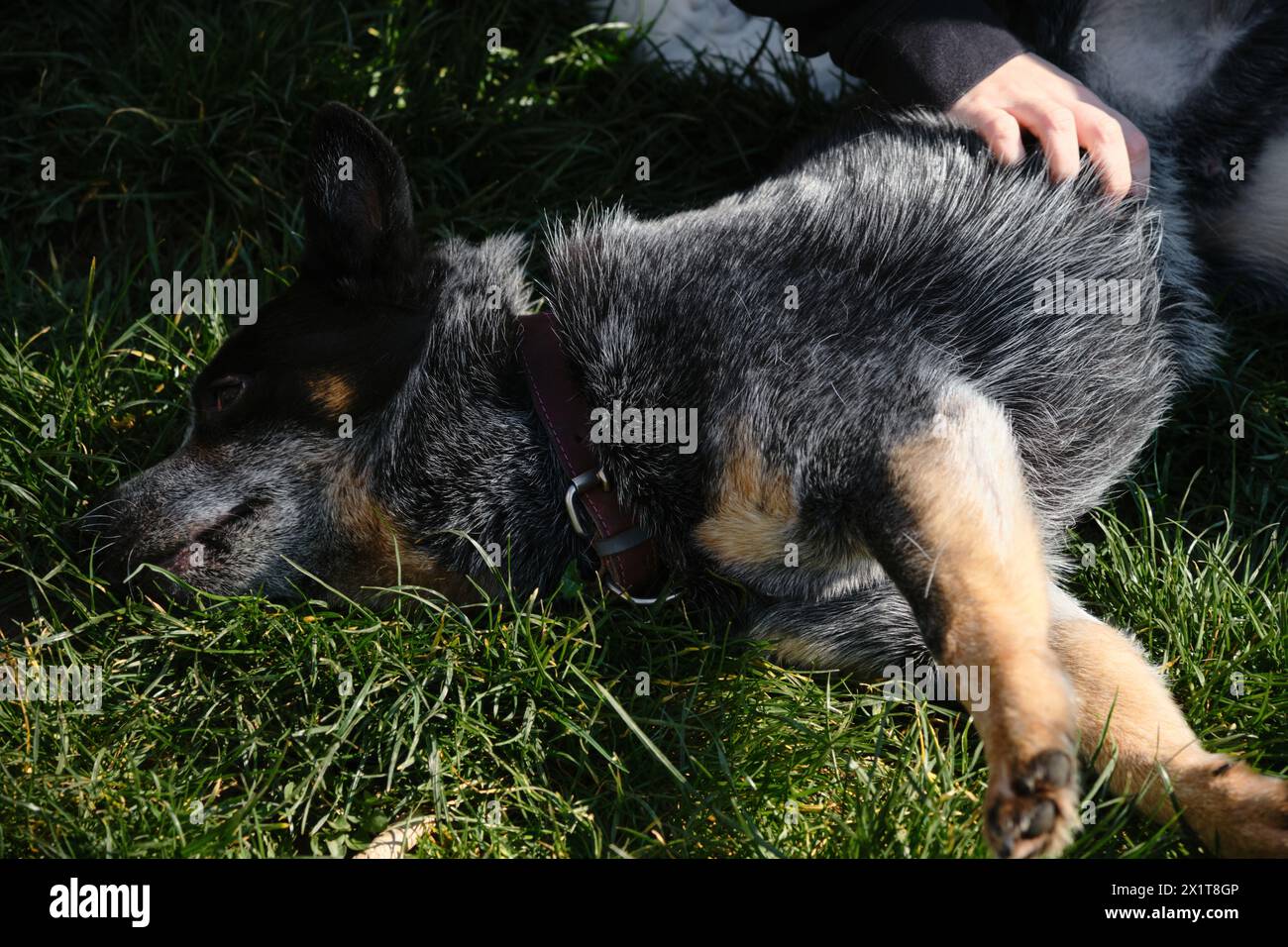 A happy beautiful grey spotted purebred dog with red cheeks lies in the ...