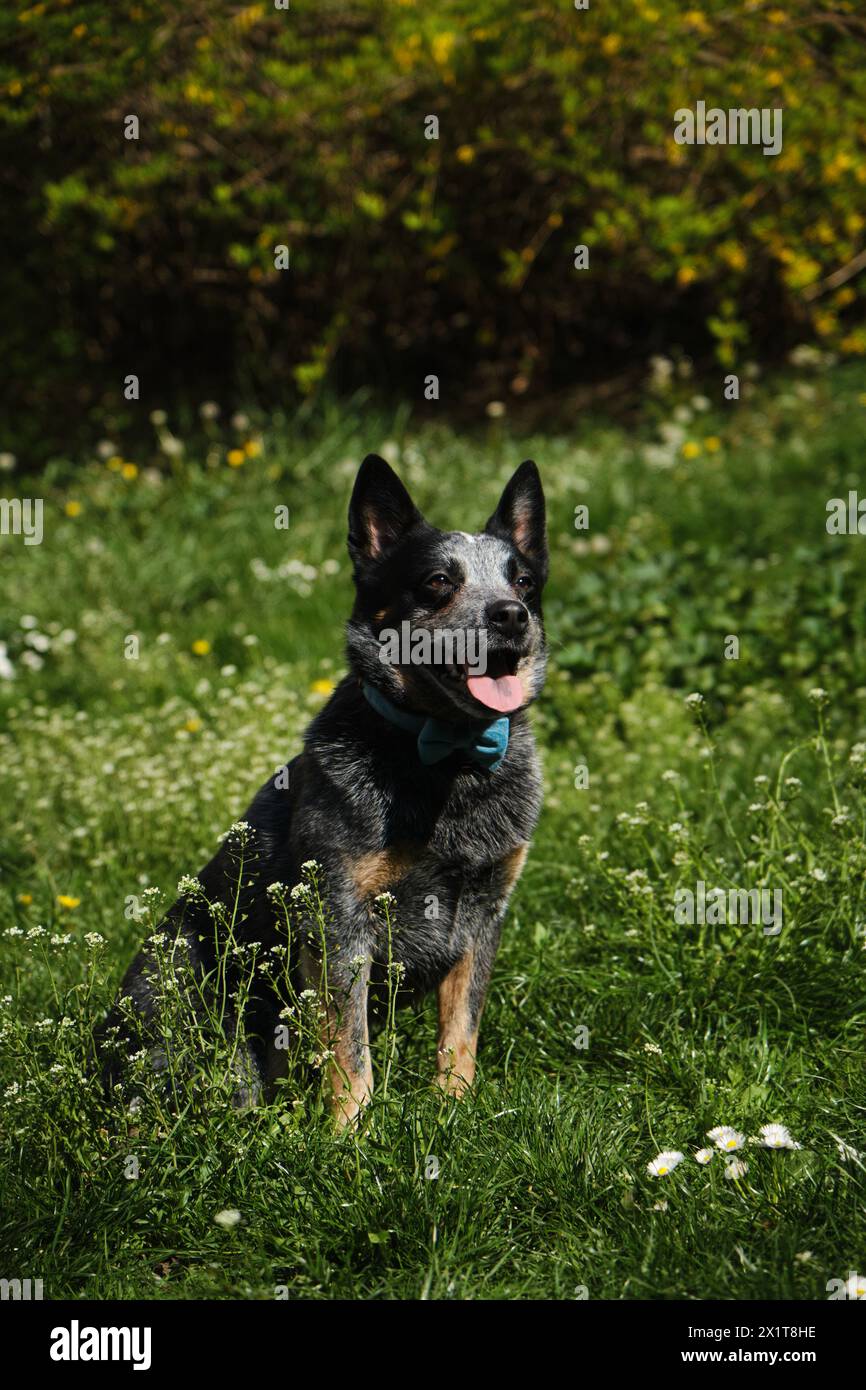 Portrait of an Australian cattle dog in a spring park. A happy ...