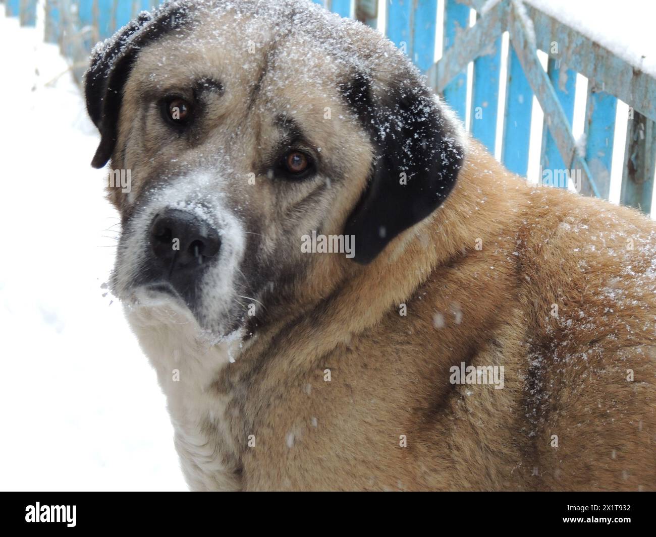 His name is Boss Stock Photo - Alamy