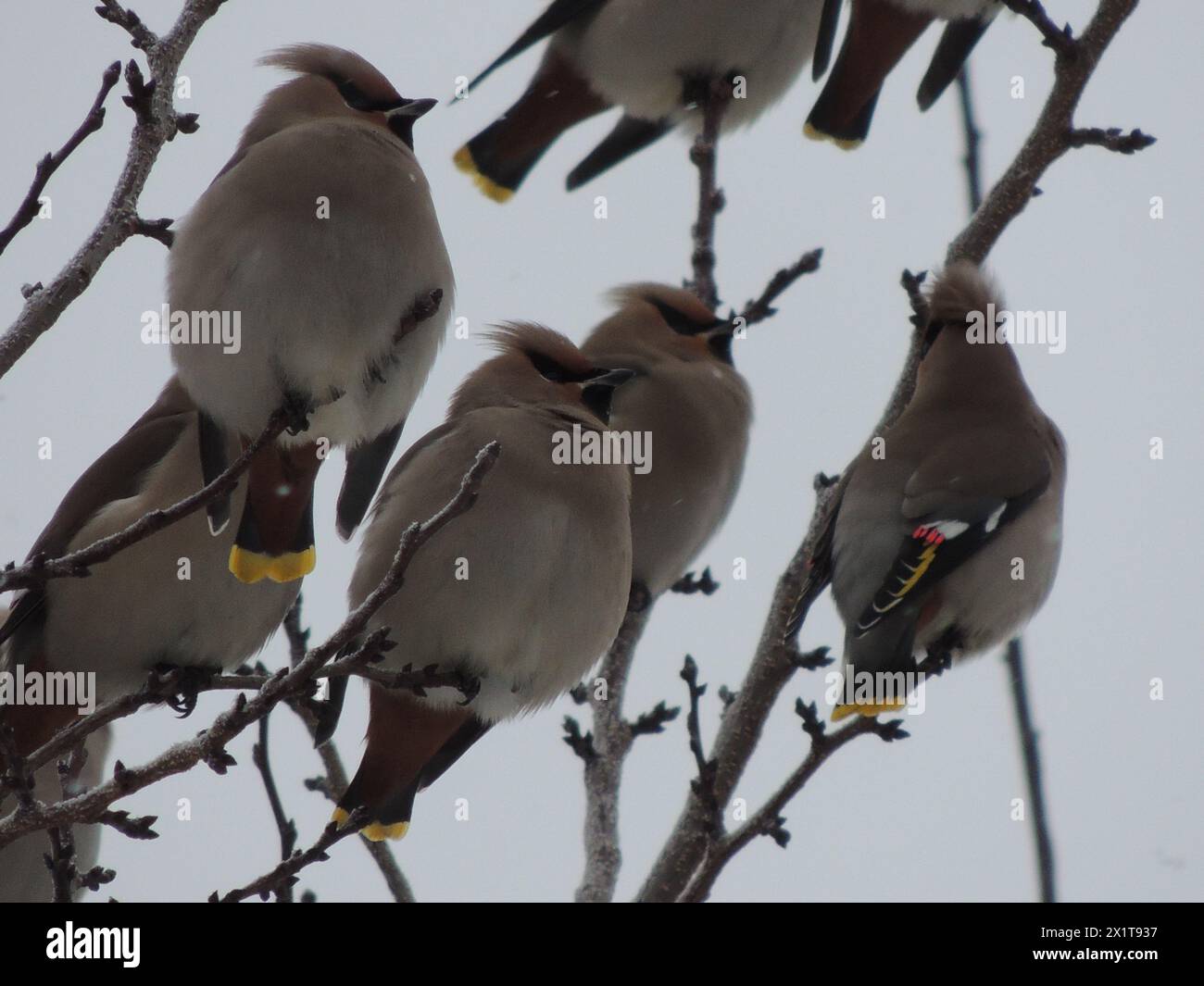 Winter birds waxwings Stock Photo - Alamy