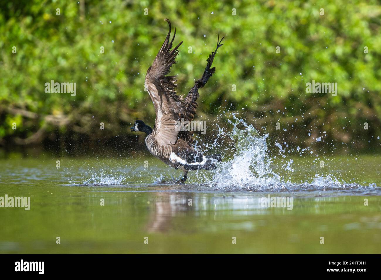Canada Goose, Branta canadensis, bird running on water Stock Photo - Alamy