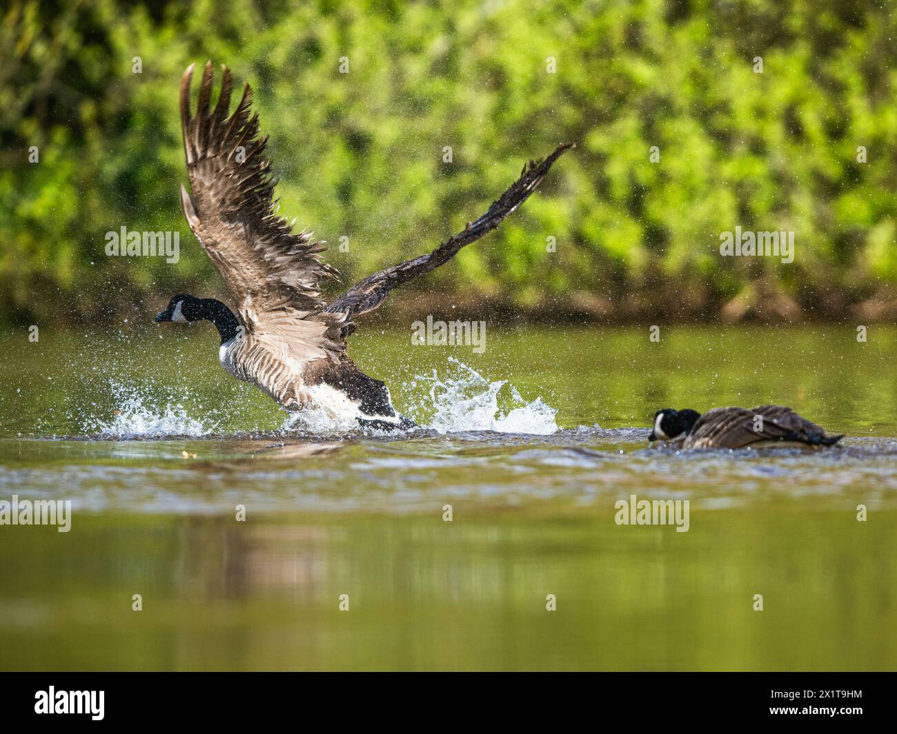 Canada Goose, Branta canadensis, bird running on water Stock Photo - Alamy
