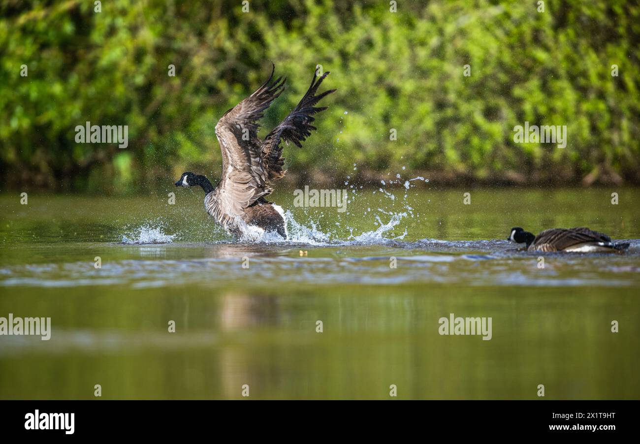 Canada Goose, Branta canadensis, bird running on water Stock Photo - Alamy