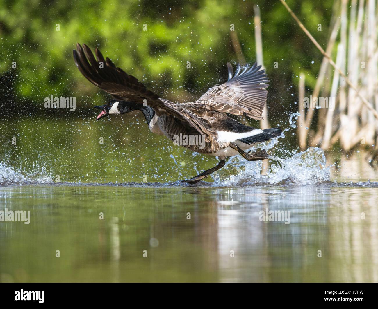 Canada Goose, Branta canadensis, bird running on water Stock Photo - Alamy