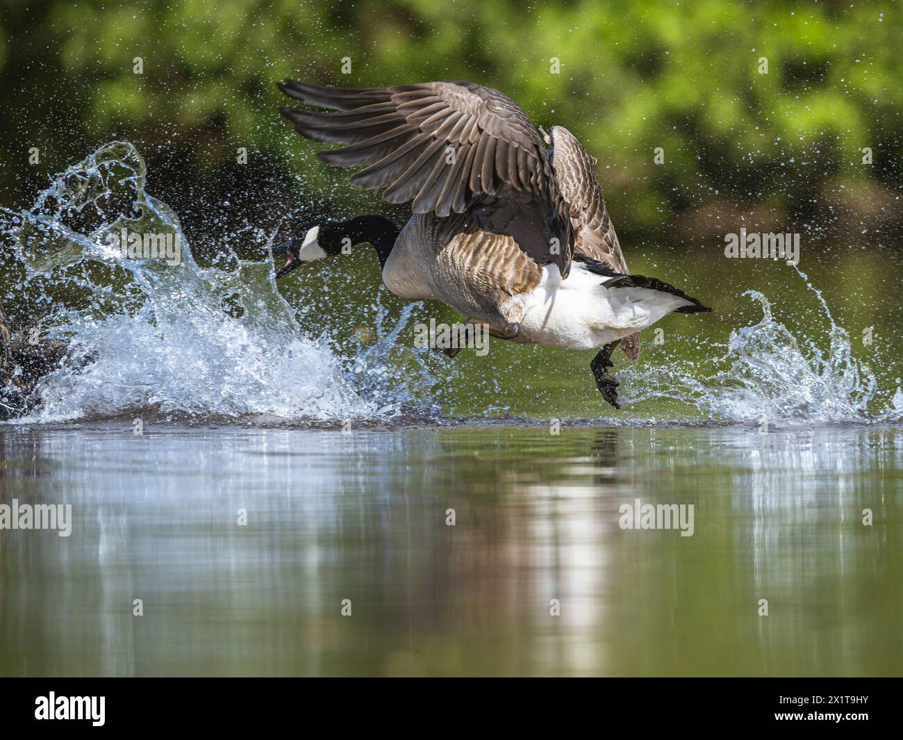 Canada Goose, Branta canadensis, bird running on water Stock Photo - Alamy