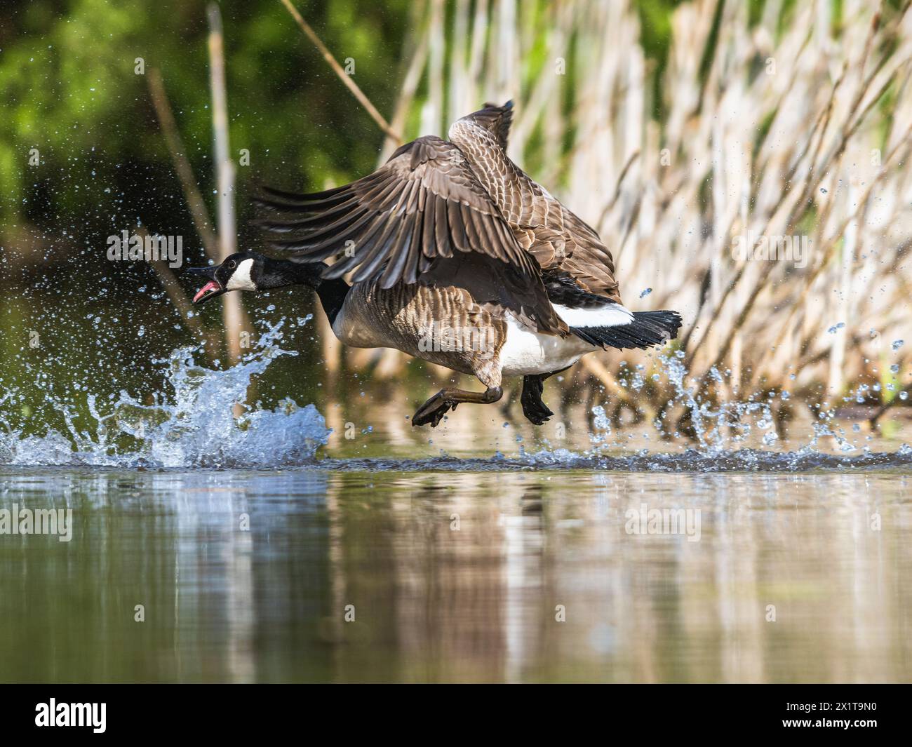 Canada Goose, Branta canadensis, bird running on water Stock Photo - Alamy