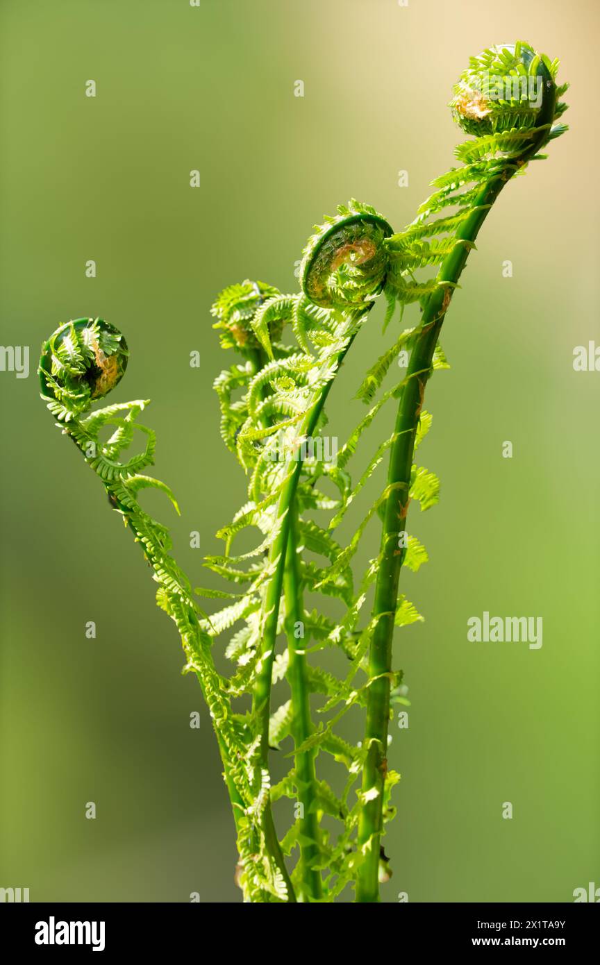 Brake hi res hi-res stock photography and images - Alamy