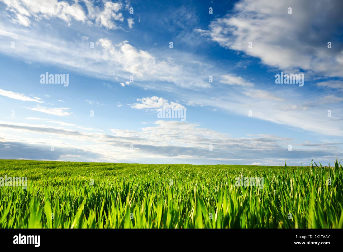 Fields spring blue sky hi-res stock photography and images - Alamy