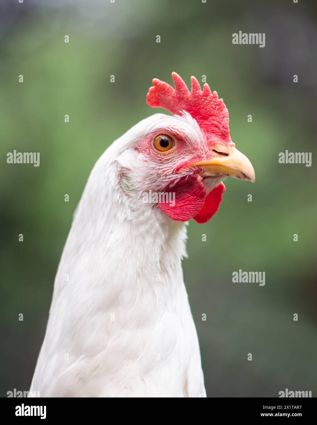 Portrait of free range white chicken leghorn breed in summer garden ...