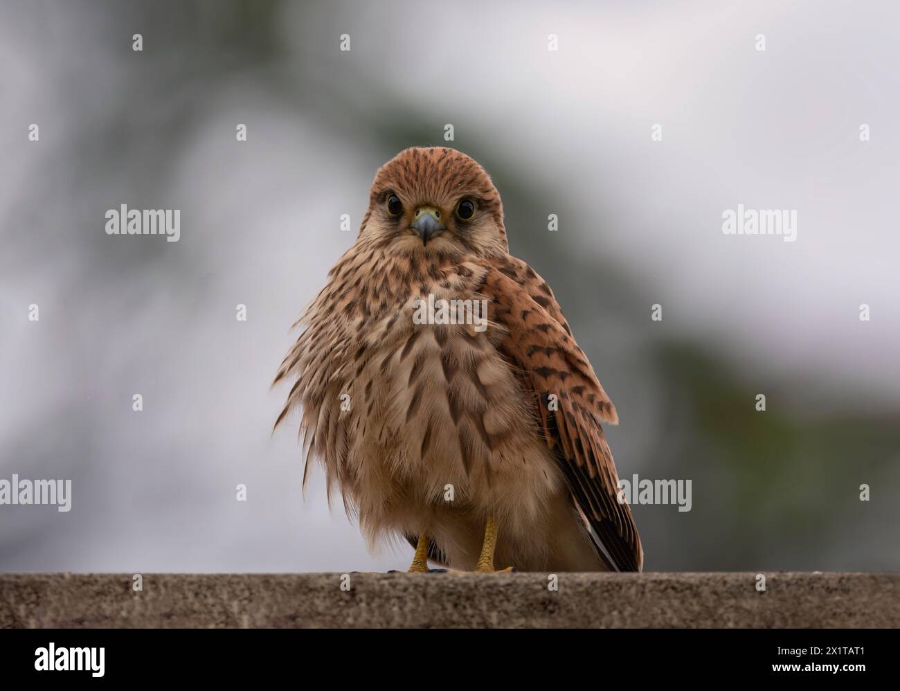 When hunting, the common kestrel characteristically hovers about 15 m ...