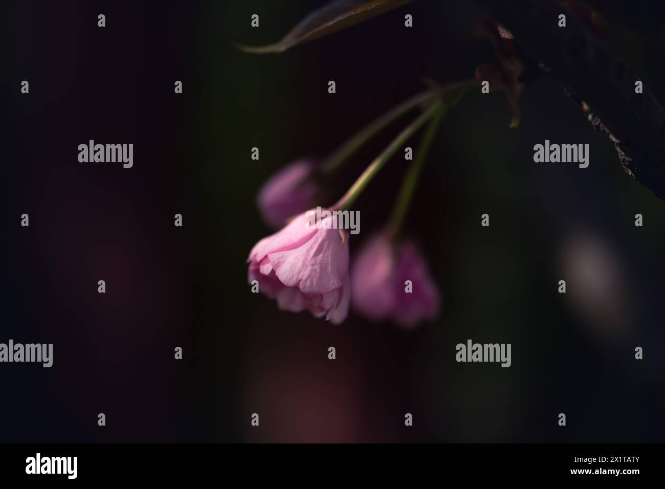 Macro shot of young unopened flowers of sakura tree in low light ...